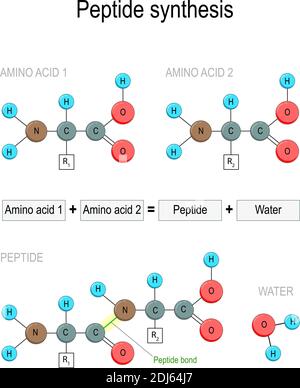 The molecular structural chemical formula of pepsin. Functions of the ...