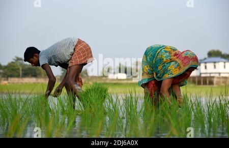 rice sapling, rice plant at the paddy field, floating rice farm at ...