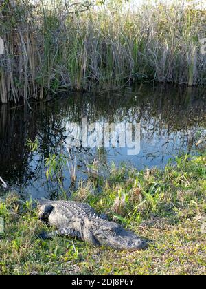 American Alligator basking in the sun on a peat bog in the waters of ...