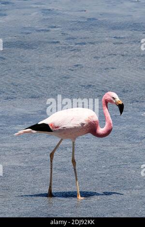 Andean flamingo (Phoenicoparrus andinus Stock Photo - Alamy