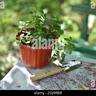 Vintage gardening concept, home hobby still life with green sprouts and ...