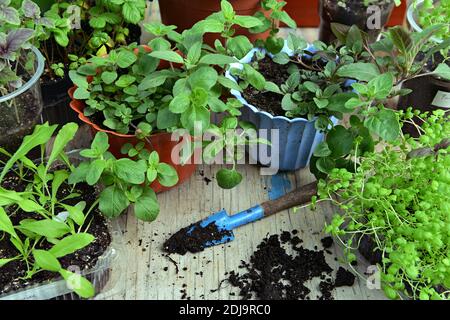 Vintage gardening concept, home hobby still life with green sprouts and ...
