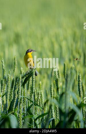 Tit on the ears of wheat. A bird with a yellow belly Stock Photo - Alamy