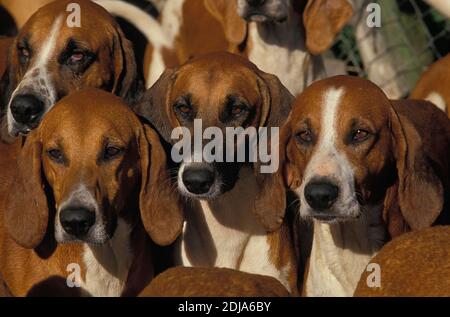 Portraits of Poitevin Dog Stock Photo - Alamy