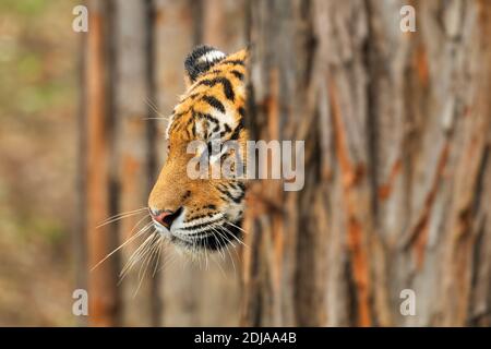 Siberian Tiger - Panthera tigris, beautiful large cat from Asian ...