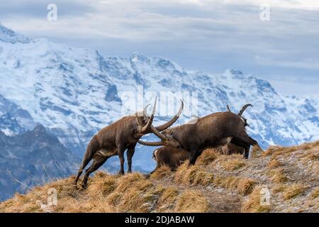 two impressive male ibex fighting in front of Bernese Alps Stock Photo ...