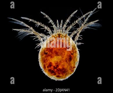 Water mite, Hydracarina, Hydrachnidia or Hydrachnellae Stock Photo - Alamy