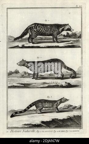 Large indian civet (Viverra zibetha) in the night at Kaengkracharn ...