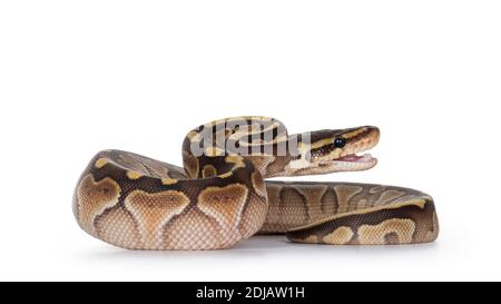 Baby butter Ballpython aka Python Regius, upright showing belly ...