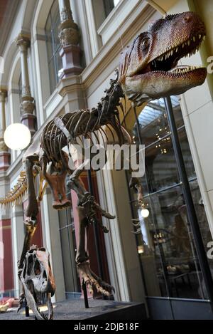 Allosaurus. Genus of carnivorous theropod dinosaur that lived 155 to 145 million years ago. Late ...