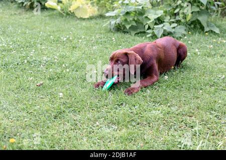 Brown labrador puppy playing with a frisbee plate Stock Photo - Alamy