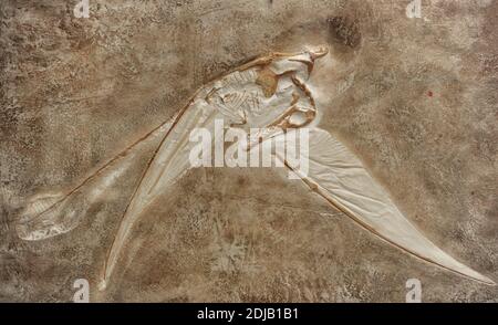 Fossil of Rhamphorhynchus muensteri, museum of natural history, Berlin ...