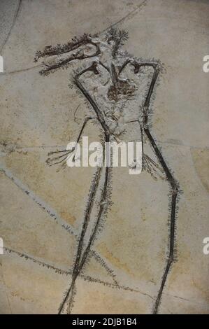 Rhamphorhynchus. Extinct genus of long-tailed pterosaurs in the ...