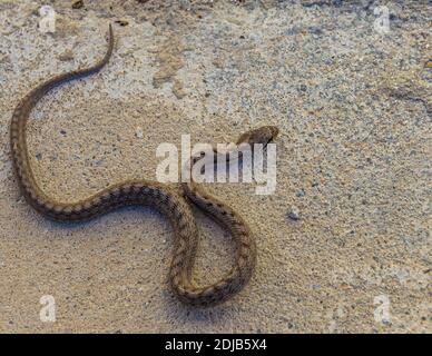 southern smooth snake, Bordeaux snake (Coronella girondica), lying on ...