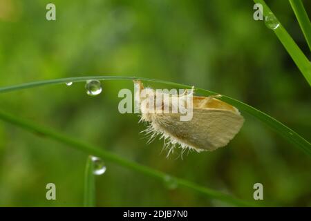 A brown tail moth rest on blade of grass Stock Photo - Alamy