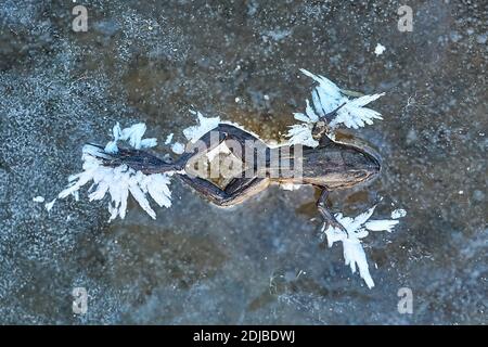 Frozen frog on ice Stock Photo - Alamy