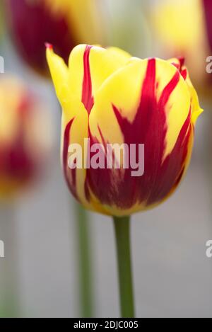 Tulipa. Triumph Tulip 'helmar' flowers Stock Photo - Alamy