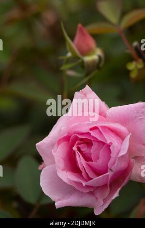 Rosa ‘The Mayflower’ in bloom, natural flower/plant portrait Stock ...