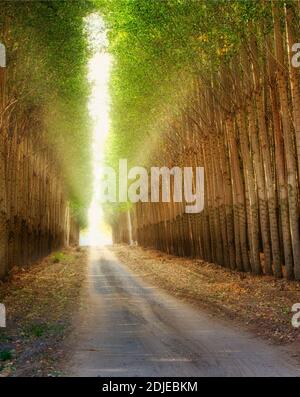Road through Pacific Albus trees Morrow County Oregon Stock Photo - Alamy