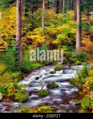 Roaring River, Aufderheide National Scenic Byway, Willamette National ...