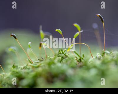 Close-up of red-stemmed feathermoss and stems' capsules. Pleurozium ...