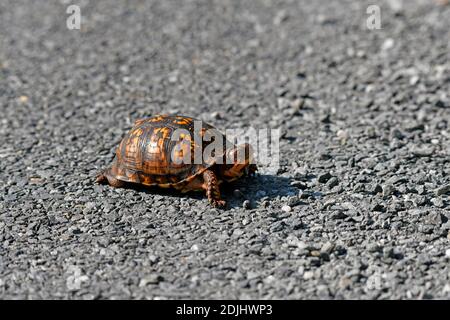 Box Turtle Crossing the Road Stock Photo - Alamy