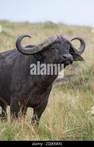 Lone male Cape buffalo (Syncerus caffer) in the Masai Mara, Kenya, East ...