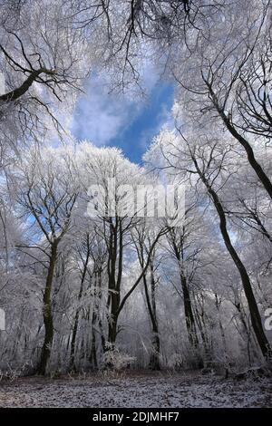 Winter beech trees in the cotswold countryside. UK Stock Photo - Alamy