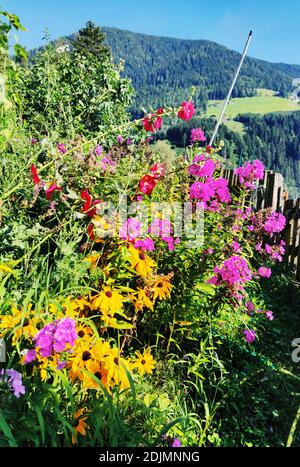 Flowers in a South Tyrolean cottage garden Stock Photo - Alamy
