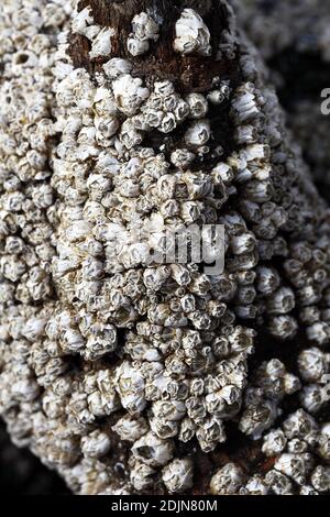 close up macro photograph of barnacles attached to a sea rock during ...