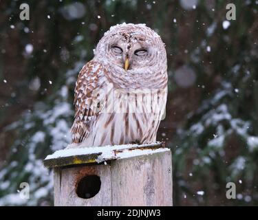 A Barred Owl sits on a wooden perch as a light snow starts falling ...
