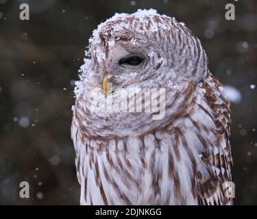 A Barred Owl sits on a wooden perch as a light snow starts falling ...