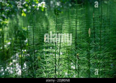 horsetail grows in a swamp, ancient primitive plant Stock Photo - Alamy