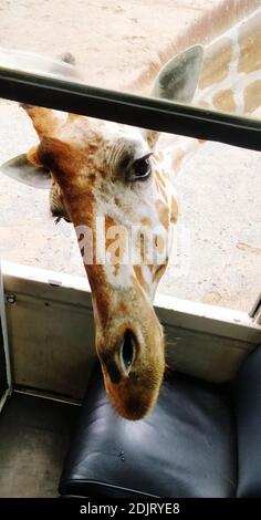 Giraffe looking through the window Stock Photo - Alamy
