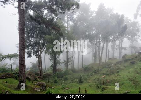 Bukit Larut is one of tourist attraction in Taiping can be reached by ...