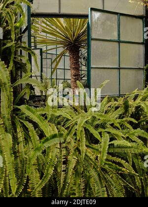 Palm tree through window at Estufa Fria Botanic Gardens Stock Photo - Alamy
