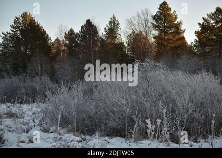 Trees covered with a layer of frost due to severe frost Stock Photo - Alamy