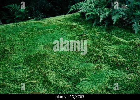 Moss garden at Gioji temple, Kyoto, Japan, Spring Stock Photo - Alamy