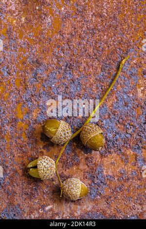 The fruits of the oak Stock Photo - Alamy