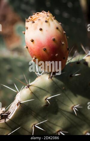 Cactus in Sardinia with prickly pear Stock Photo - Alamy