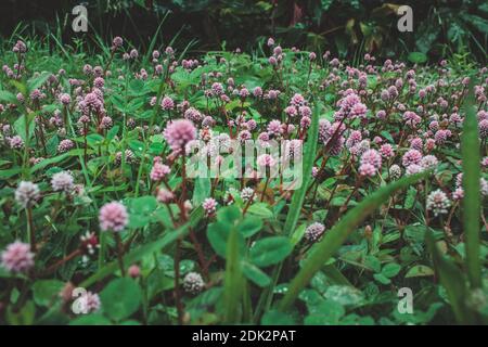 Azores. National flower of Azores Stock Photo - Alamy