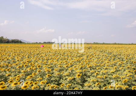 Tourists visit sunflower fields in Bulao Village, Pukou District ...
