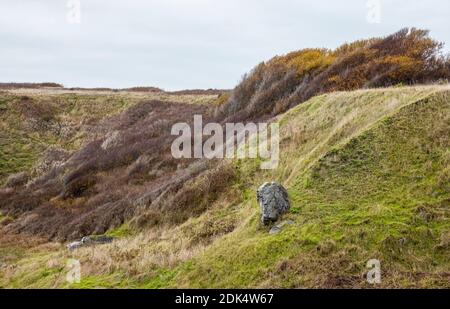 A thicket of small trees sweeps up a hillside in American Camp National ...