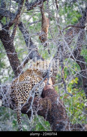 Leopard sitting on a tree branch in South Africa national park Stock ...
