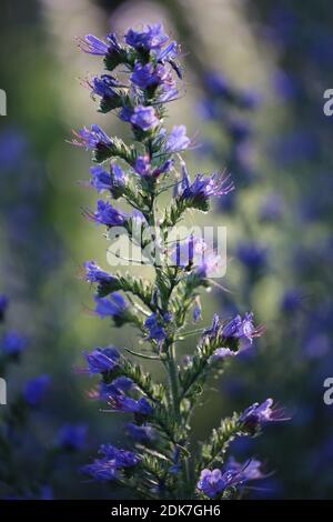 common adderhead (echium vulgare Stock Photo - Alamy