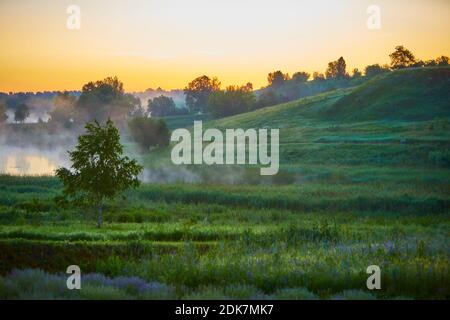 bright lavender bushes in the morning sun Stock Photo - Alamy