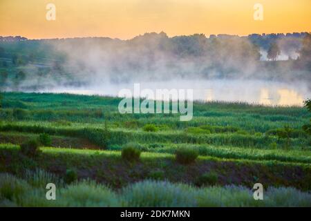 bright lavender bushes in the morning sun Stock Photo - Alamy