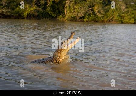 Spectacled Caiman, caiman crocodilus, Adult Jumping in River, Los ...