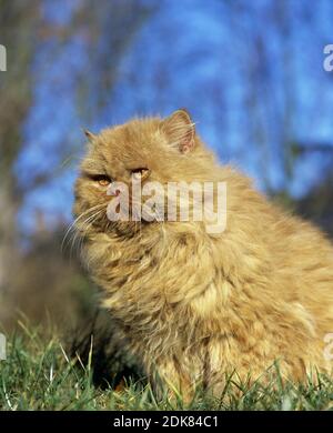 Persian red haired domestic cat sleeps at home, lying on a bed in a ...