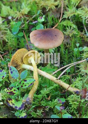 Cortinarius croceus, also called Dermocybe crocea, Saffron webcap, wild ...